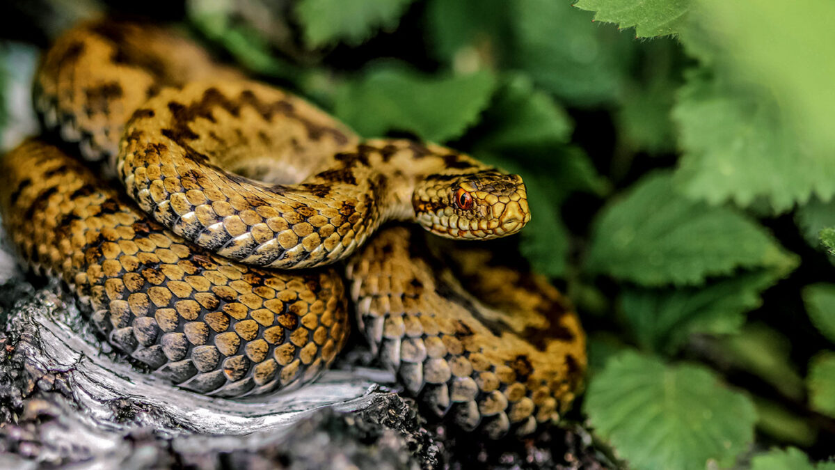 Croatia’s Poisonous Snakes – What To Look Out For And Do - Find Croatia