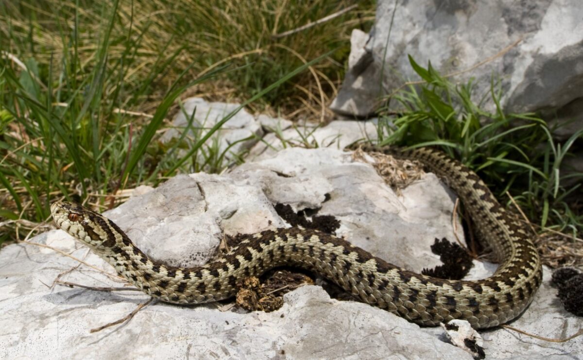 Croatia’s Poisonous Snakes – What To Look Out For And Do - Find Croatia
